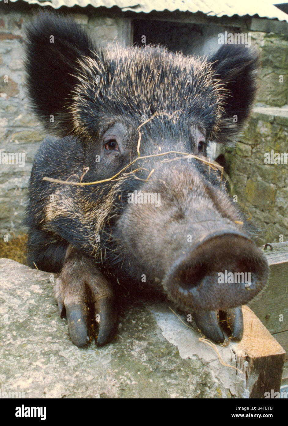 A pig leaning on a wall Stock Photo - Alamy