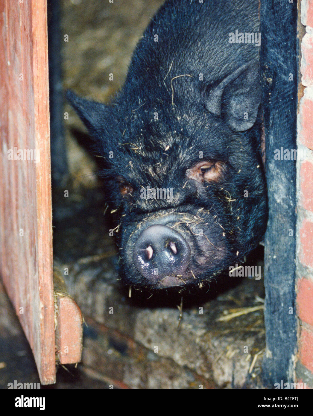 A Vietnamese pot bellied pit Stock Photo - Alamy