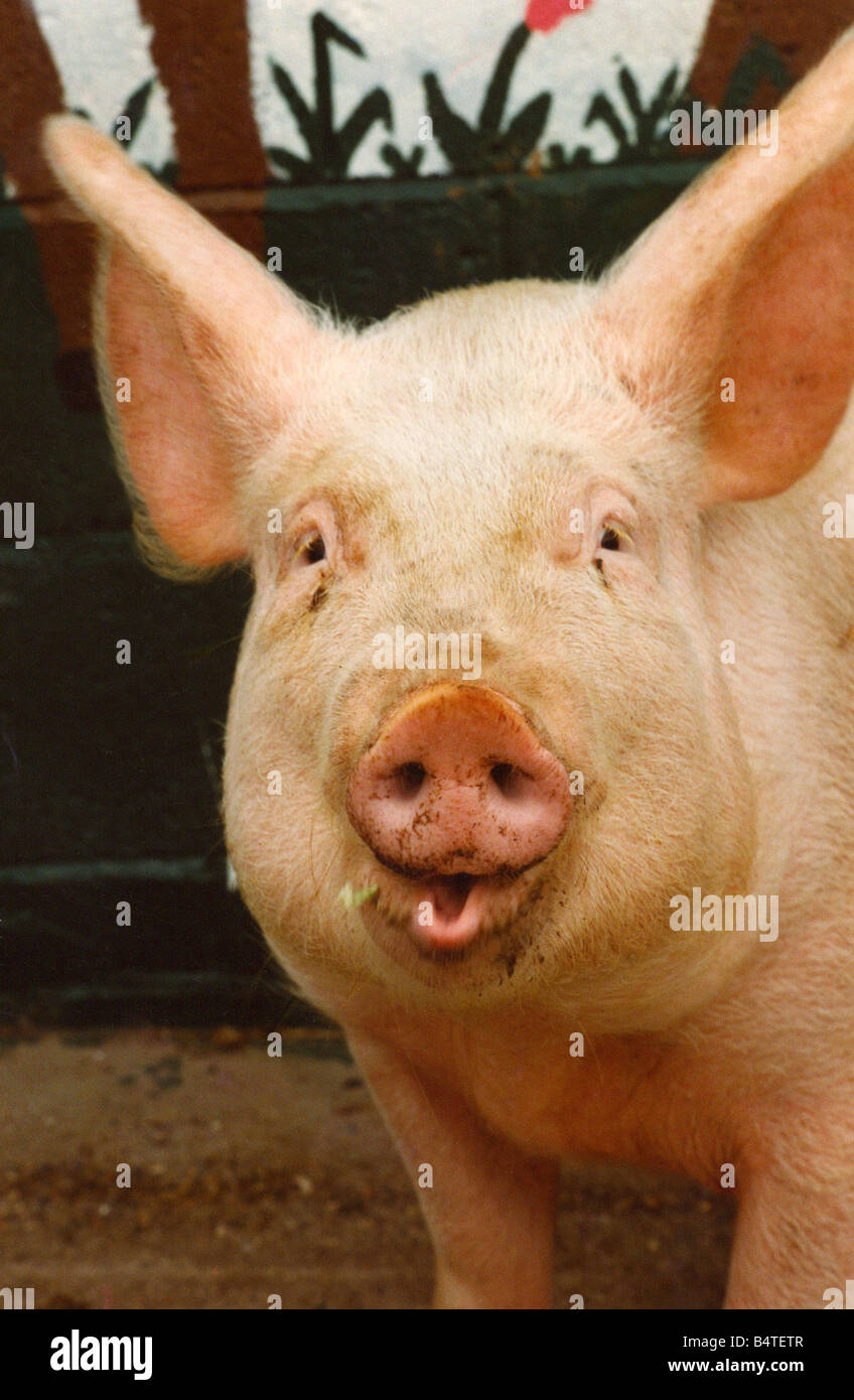A rather handsome pig posing for the cameras Stock Photo - Alamy