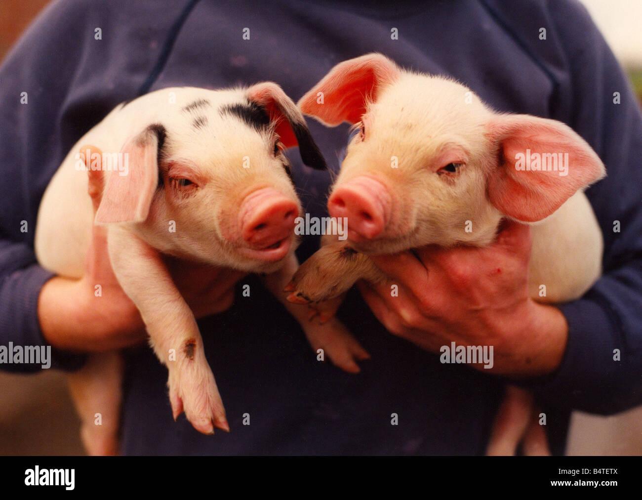 Two piglets being carried Stock Photo - Alamy