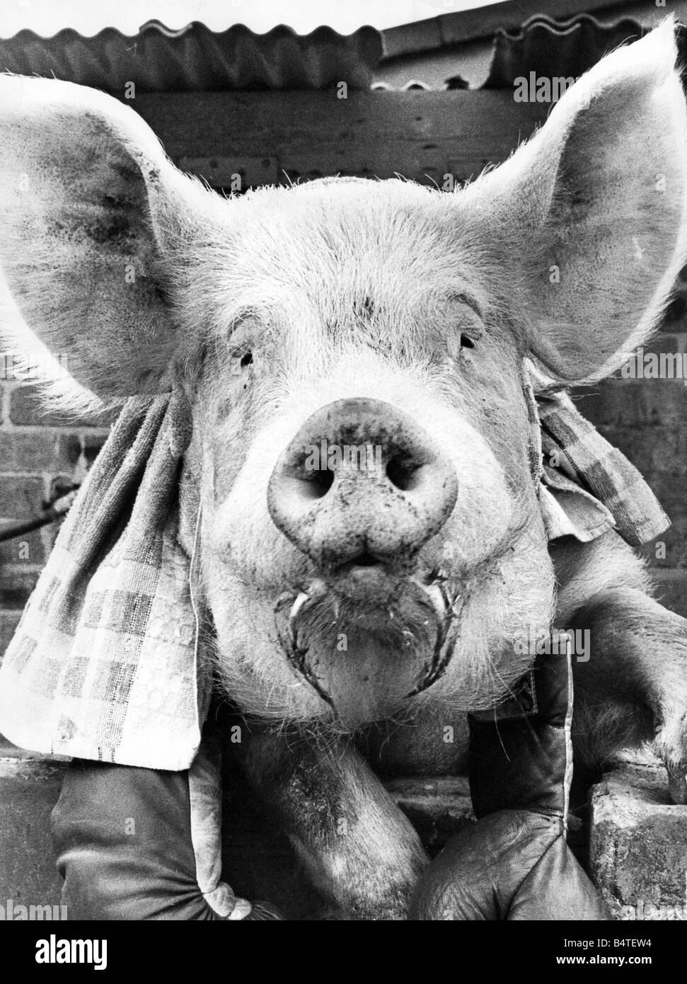 A pig wearing boxing gloves and a towel Stock Photo - Alamy