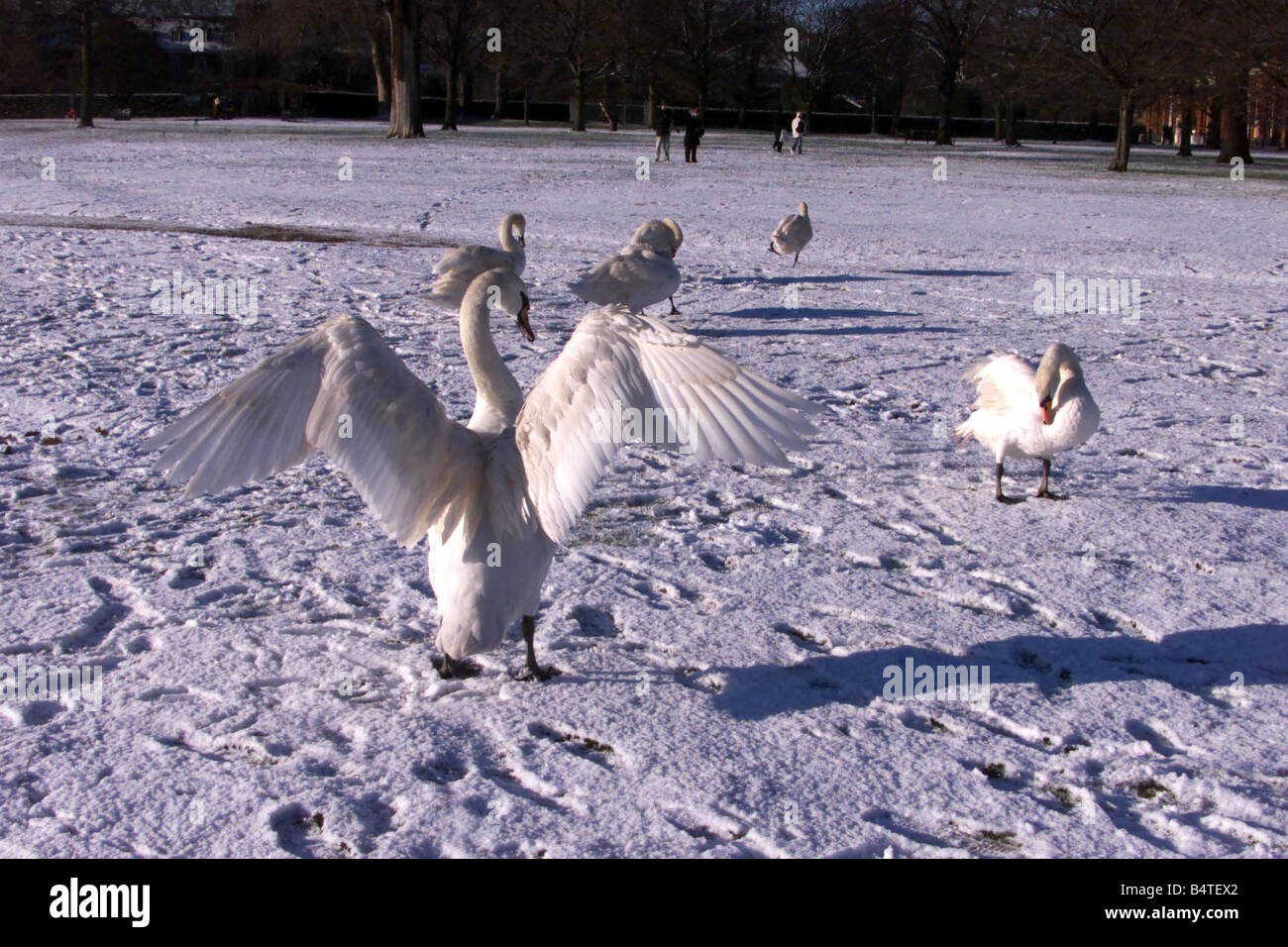 Weather Snow Dec 2000 Londons first snow for 5 years hyde park swans ...