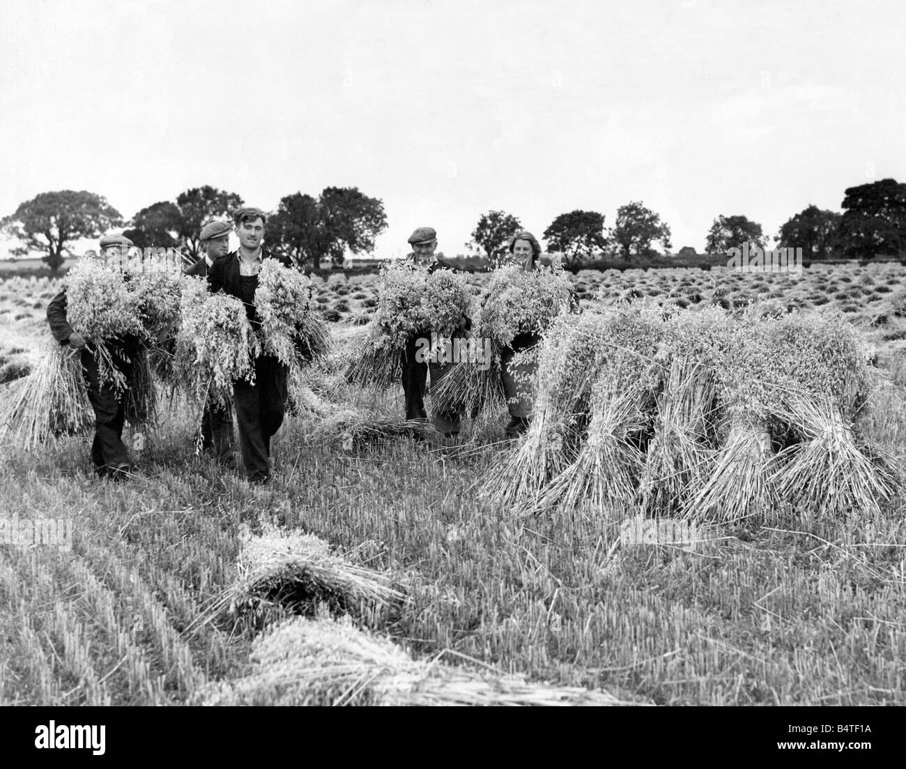 Eveyone helps to collect an extra early crop of white winter oats from ...