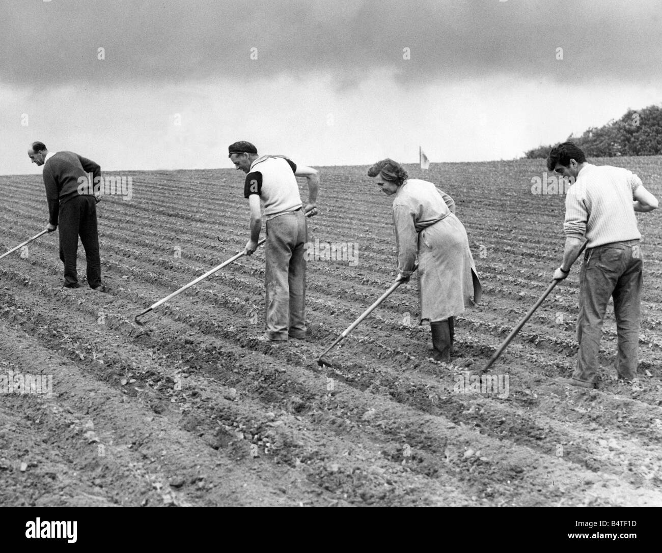 Farm hands hard at work cleaning out torws of turnips at Angerton Home ...