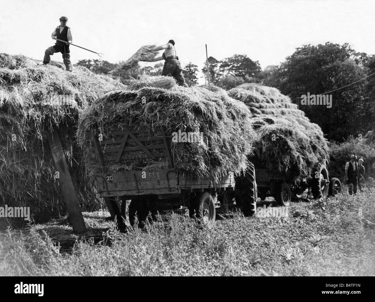 Farm hands gathering the harvest by hand at Mill Farm Mitford Stock ...