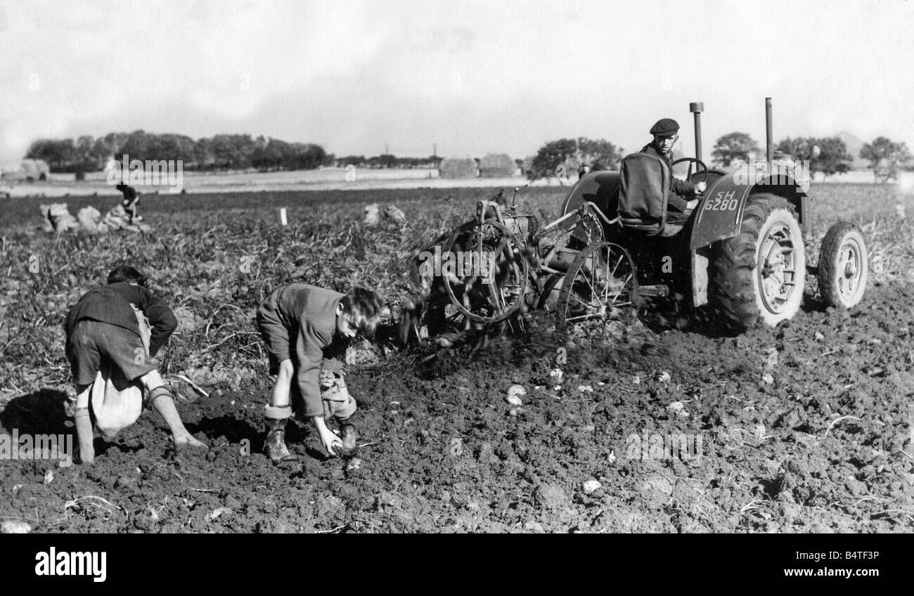 Children from Fatfield School potato or tattie picking in the school ...