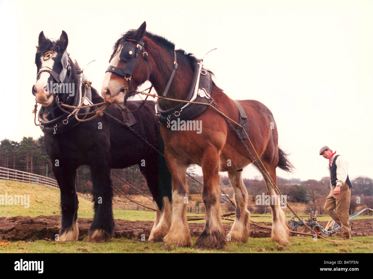 Two Shire horses Duke black and Sam are prepared for ploughing at ...