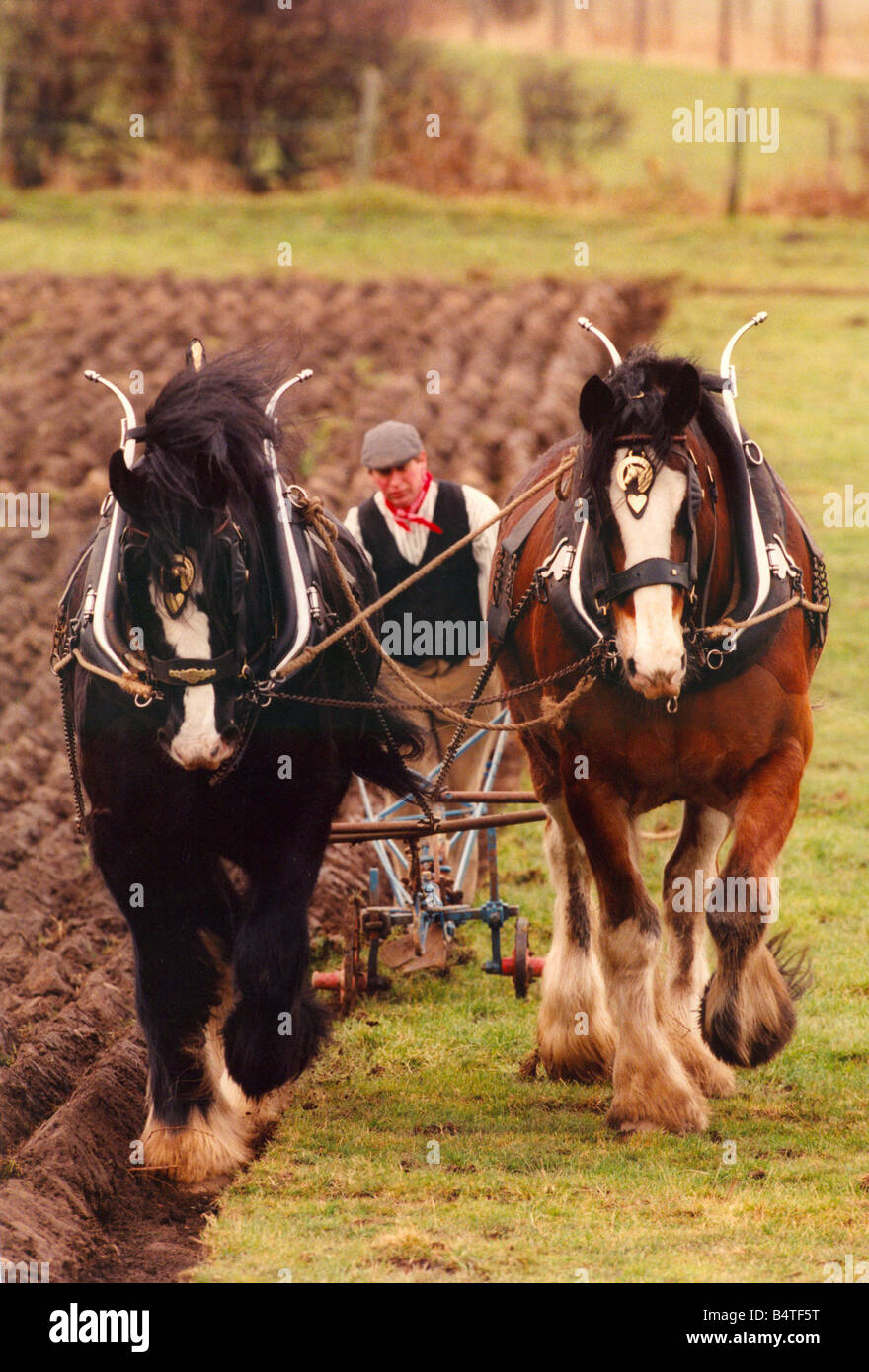 Two Shire horses Duke black and Sam plough a field in the old Manor at ...