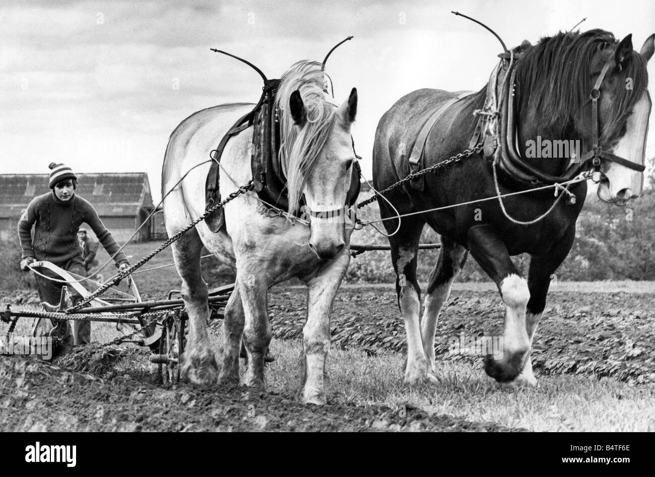 Old horse plough Black and White Stock Photos & Images - Alamy