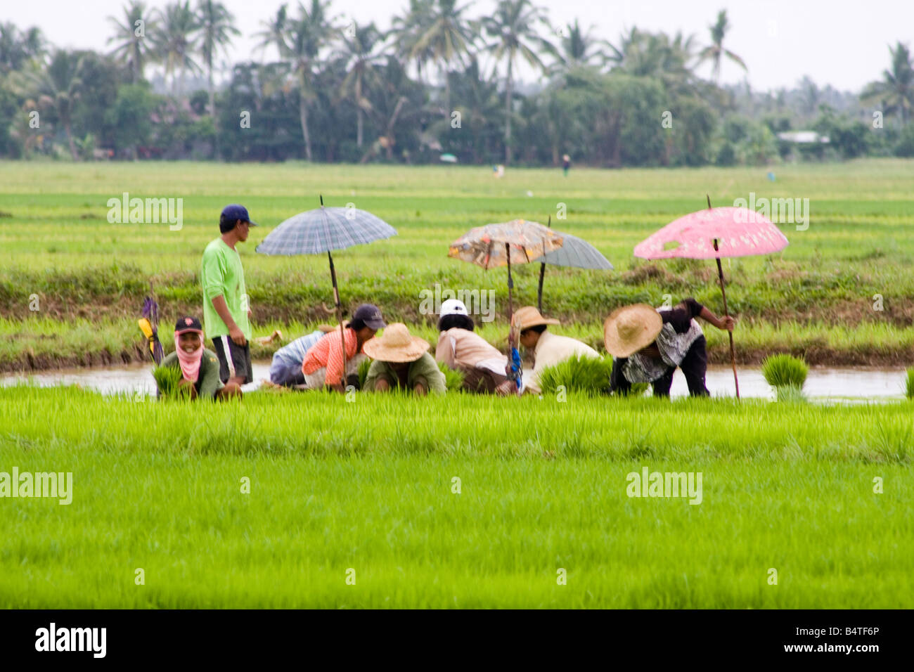 Communal rice planting hi-res stock photography and images - Alamy