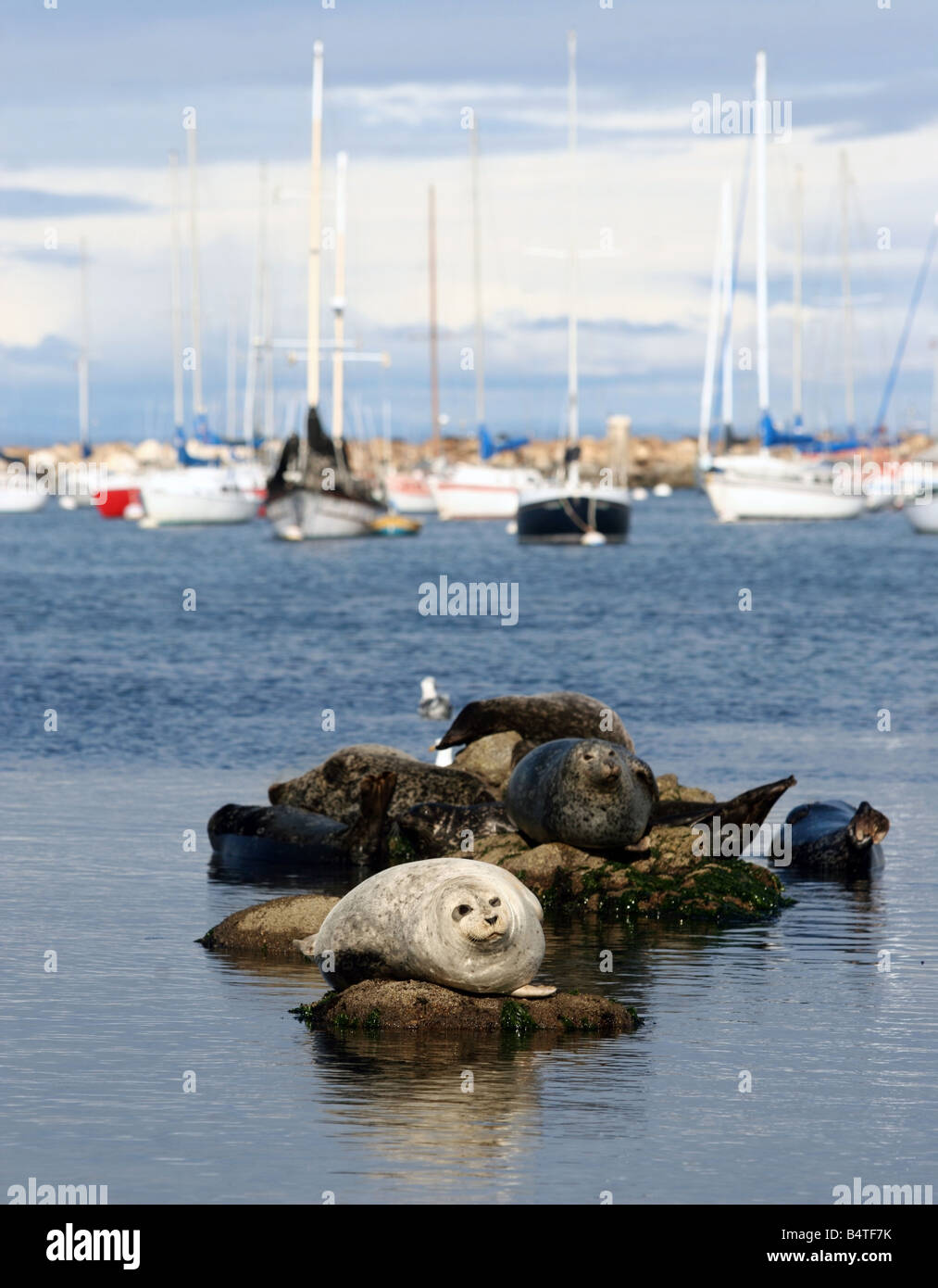 Harbor seals play hi-res stock photography and images - Alamy