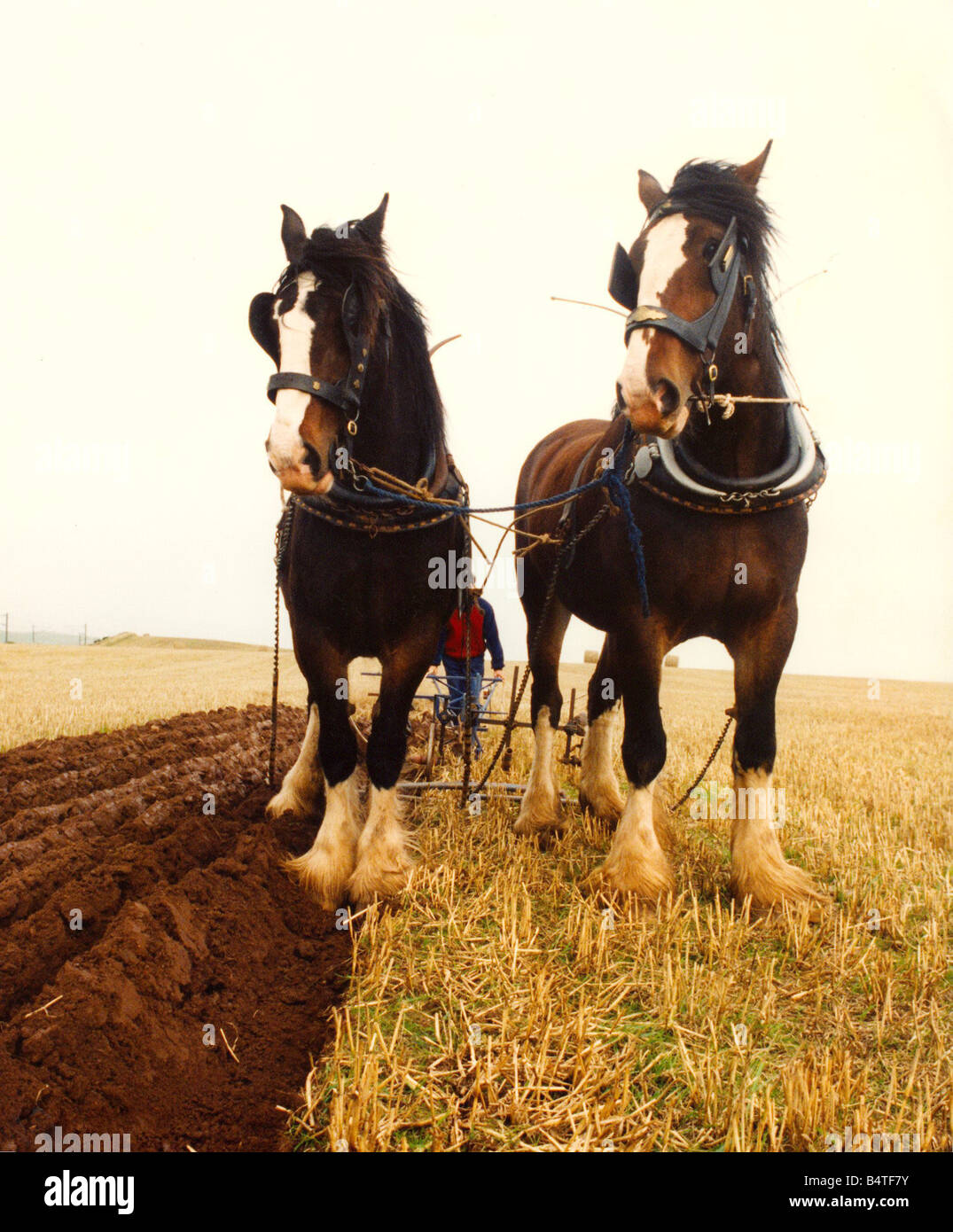 Two Shire horses ploughing a field the old fashioned way Stock Photo ...