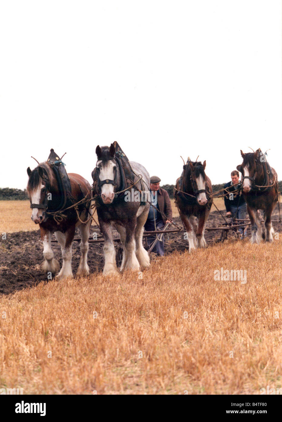 Shire horses ploughing up a field the old fashioned way Stock Photo - Alamy