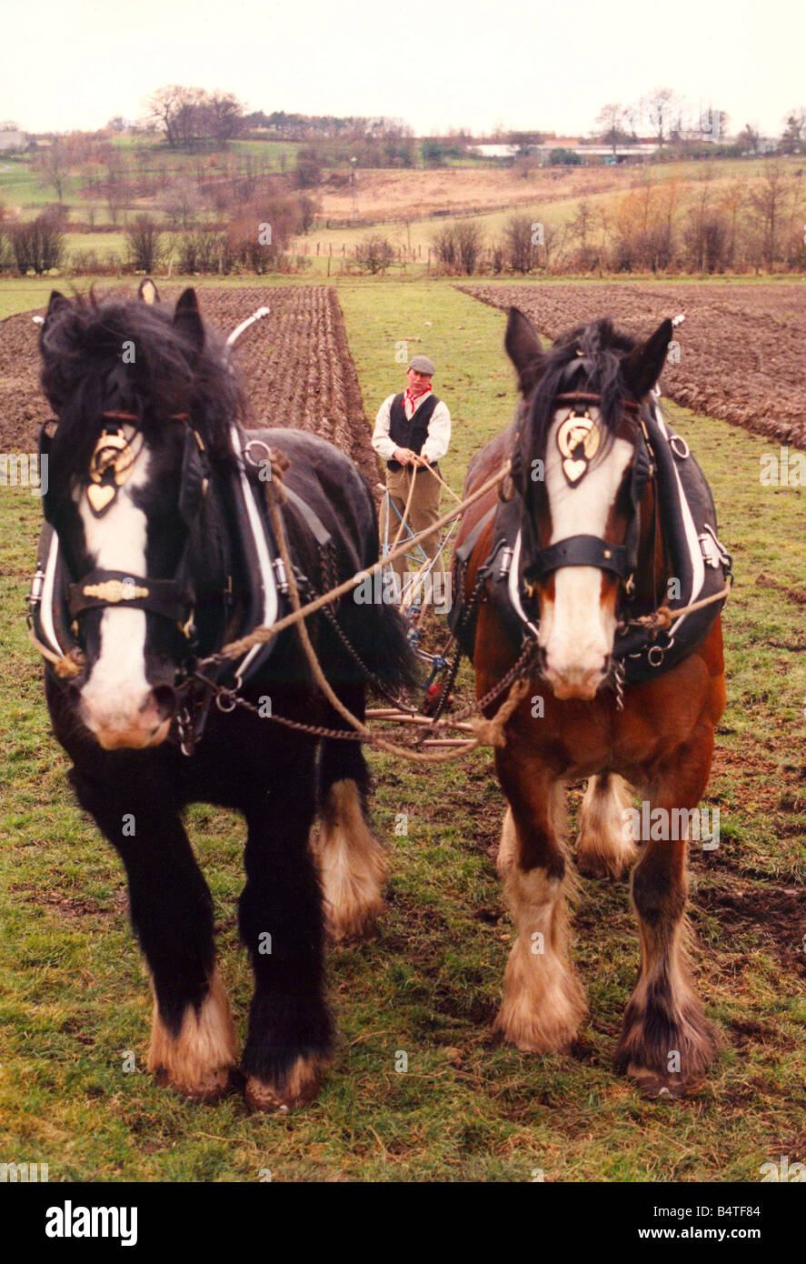 Shire horses Duke black and Sam ploughing in the Old Manor at Beamish ...
