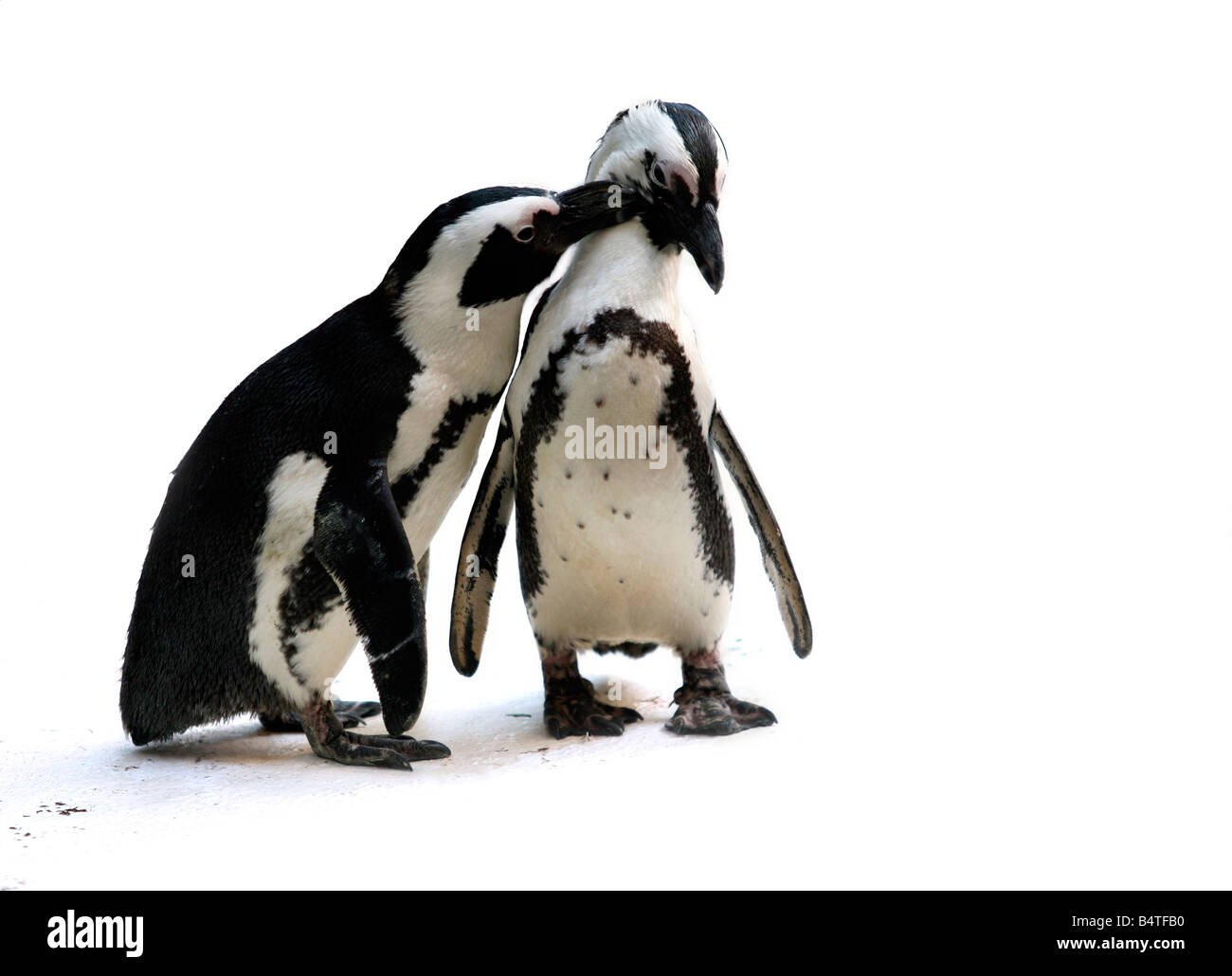 Wildlife affection Cut Out Stock Images & Pictures - Alamy