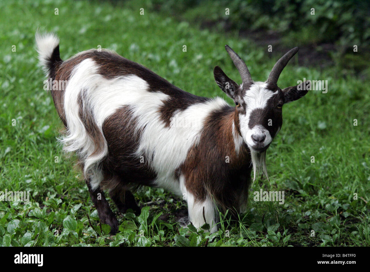 One of the pygmy goats at Pets Corner in Jesmond Pic Stock Photo - Alamy