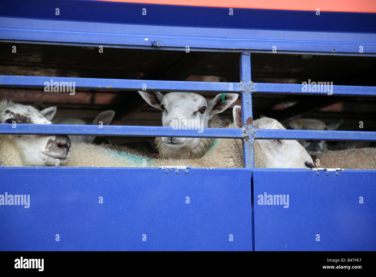 Sheep lorry hi-res stock photography and images - Alamy