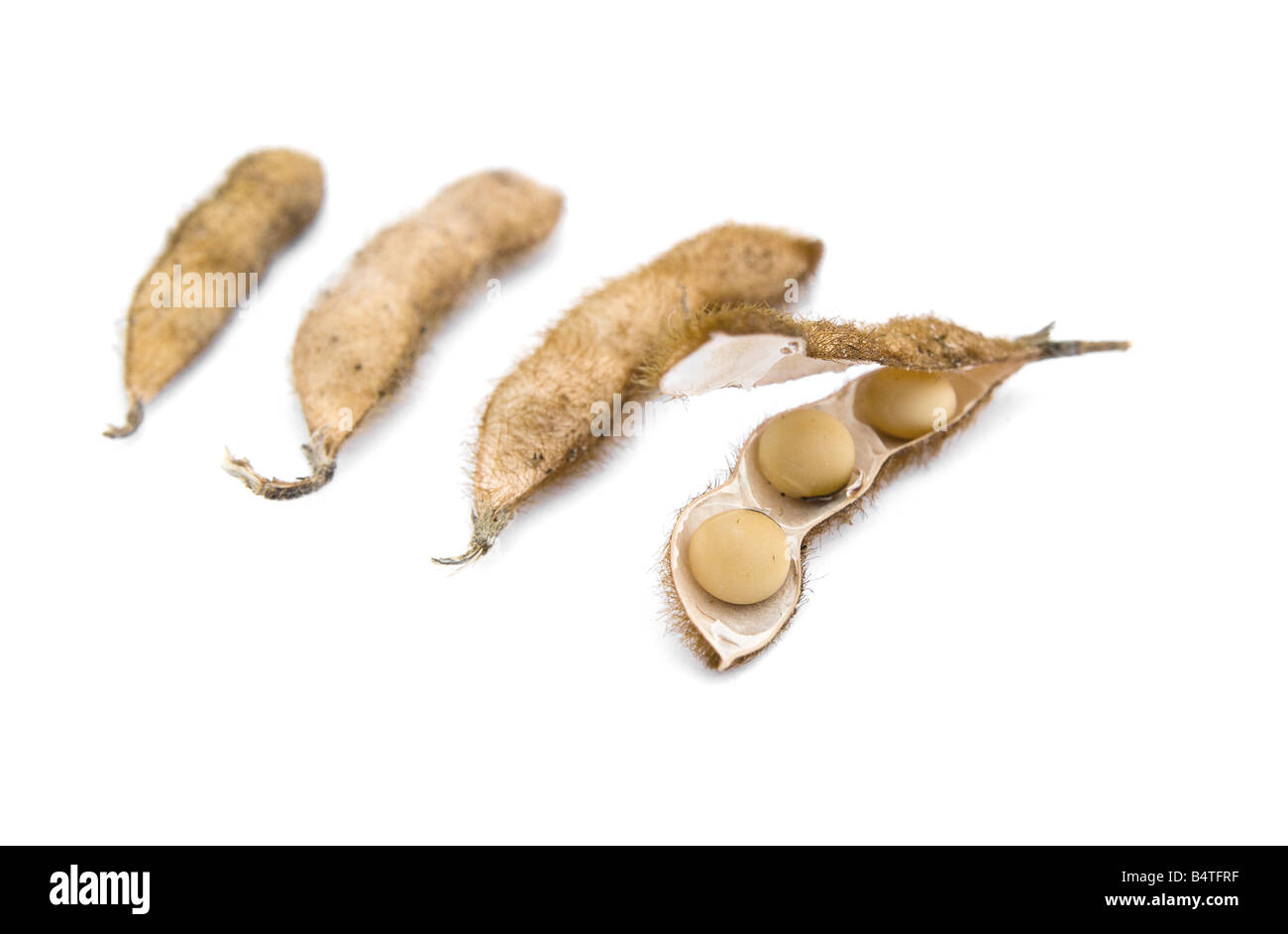 Four soybean pods set against a white background Stock Photo - Alamy