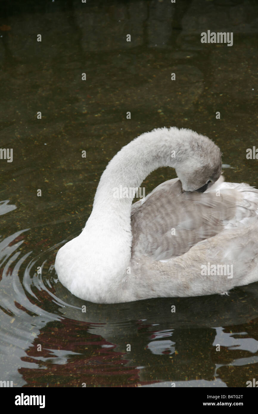 one baby cygnet swan on lake water Stock Photo - Alamy