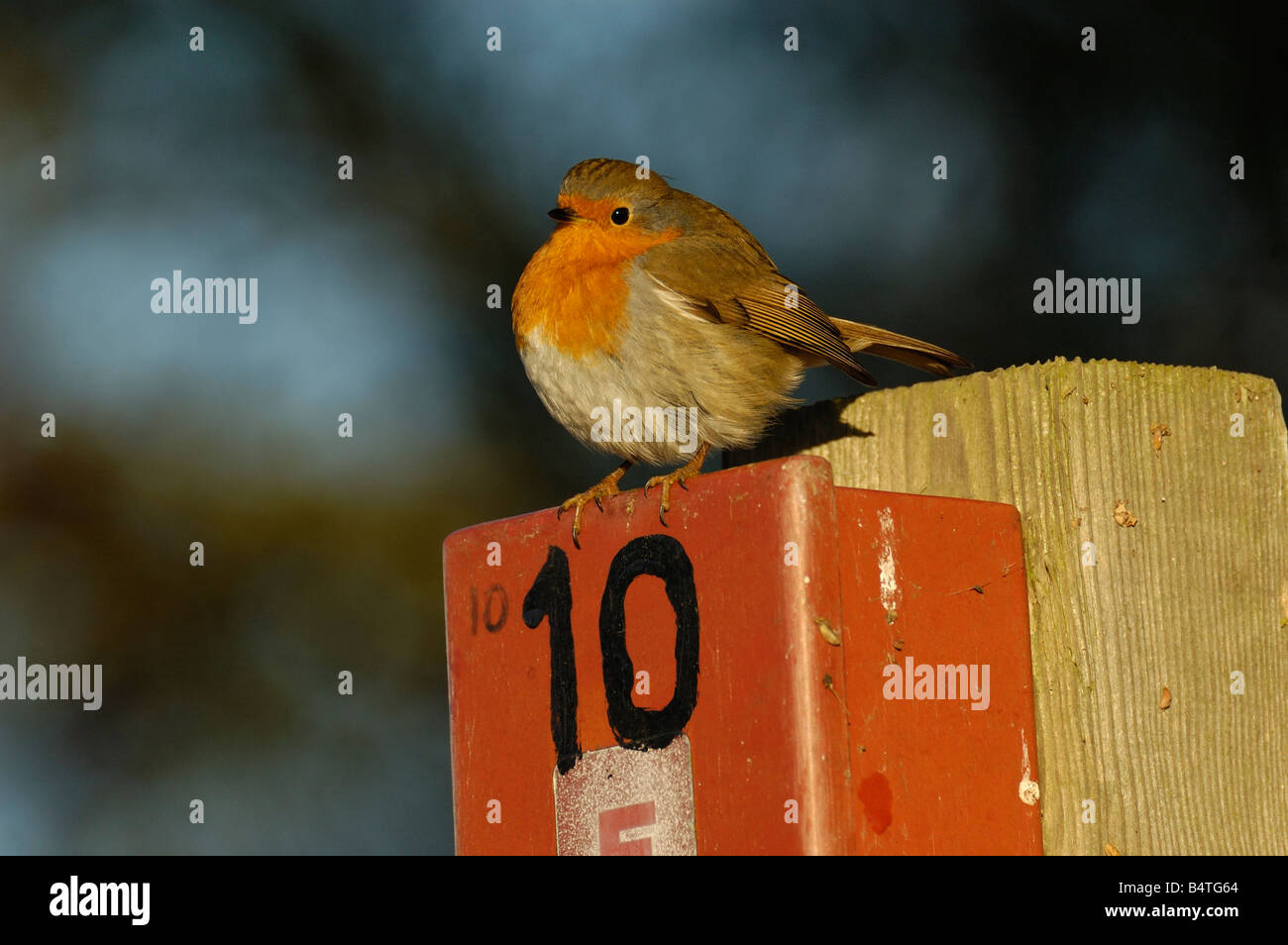 Robin on a marked fence post Stock Photo - Alamy