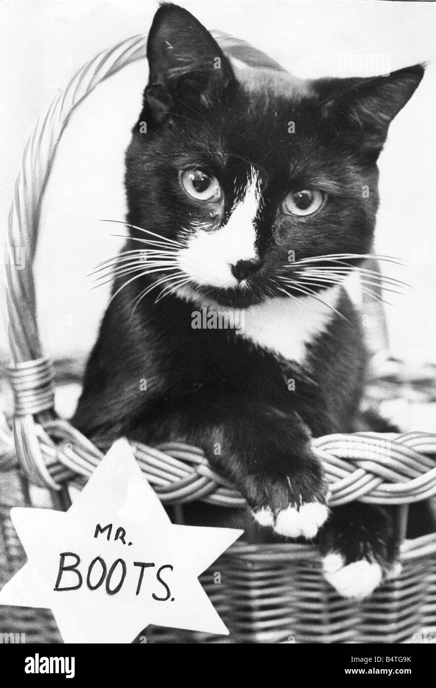 Mr Boots the cat in his basket as part of the cast of Colette at the ...