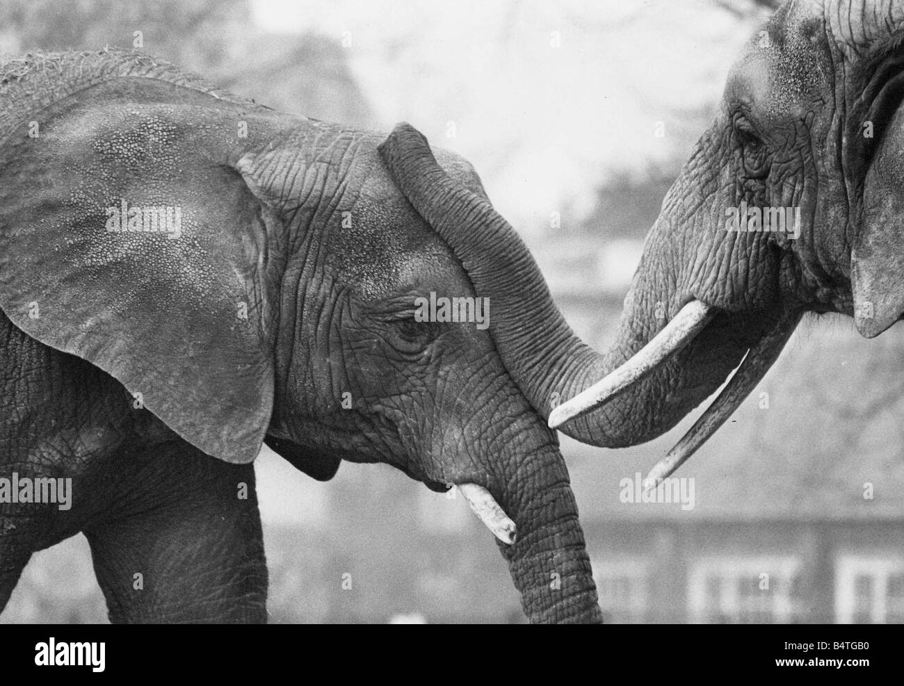 Friendly Elephants Black and White Stock Photos & Images - Alamy