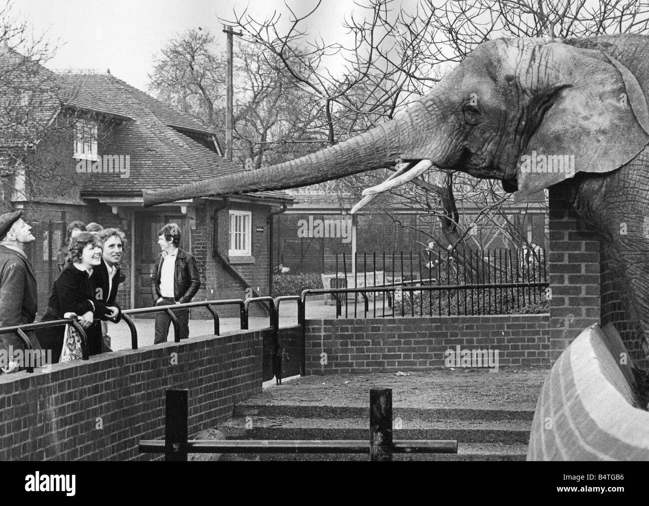 An elephant at London Zoo Stock Photo - Alamy