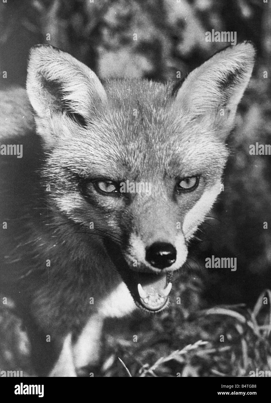 A picture of a Fox Stock Photo - Alamy