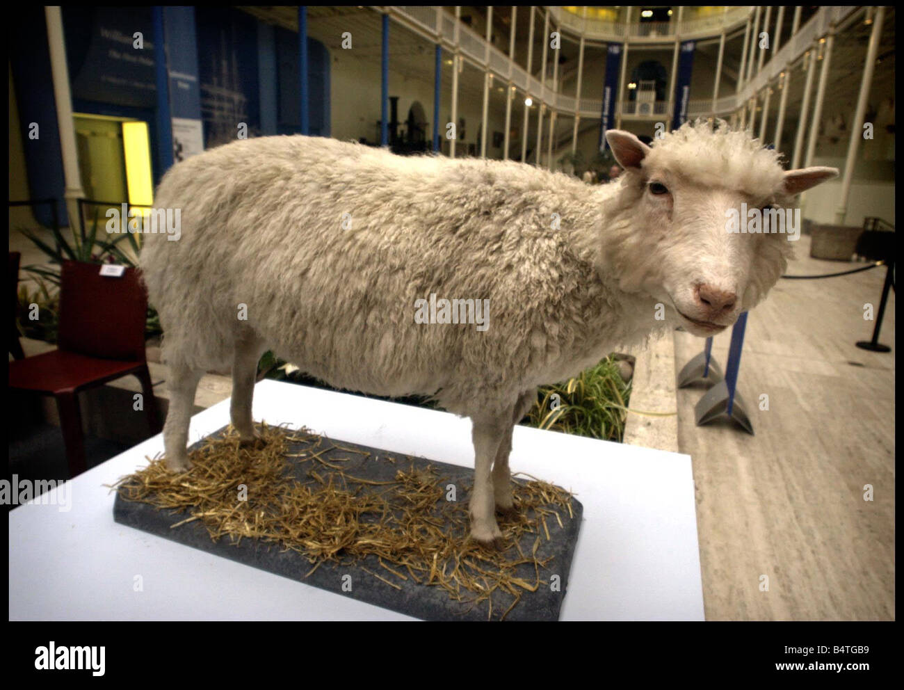 Dolly The Sheep Museum