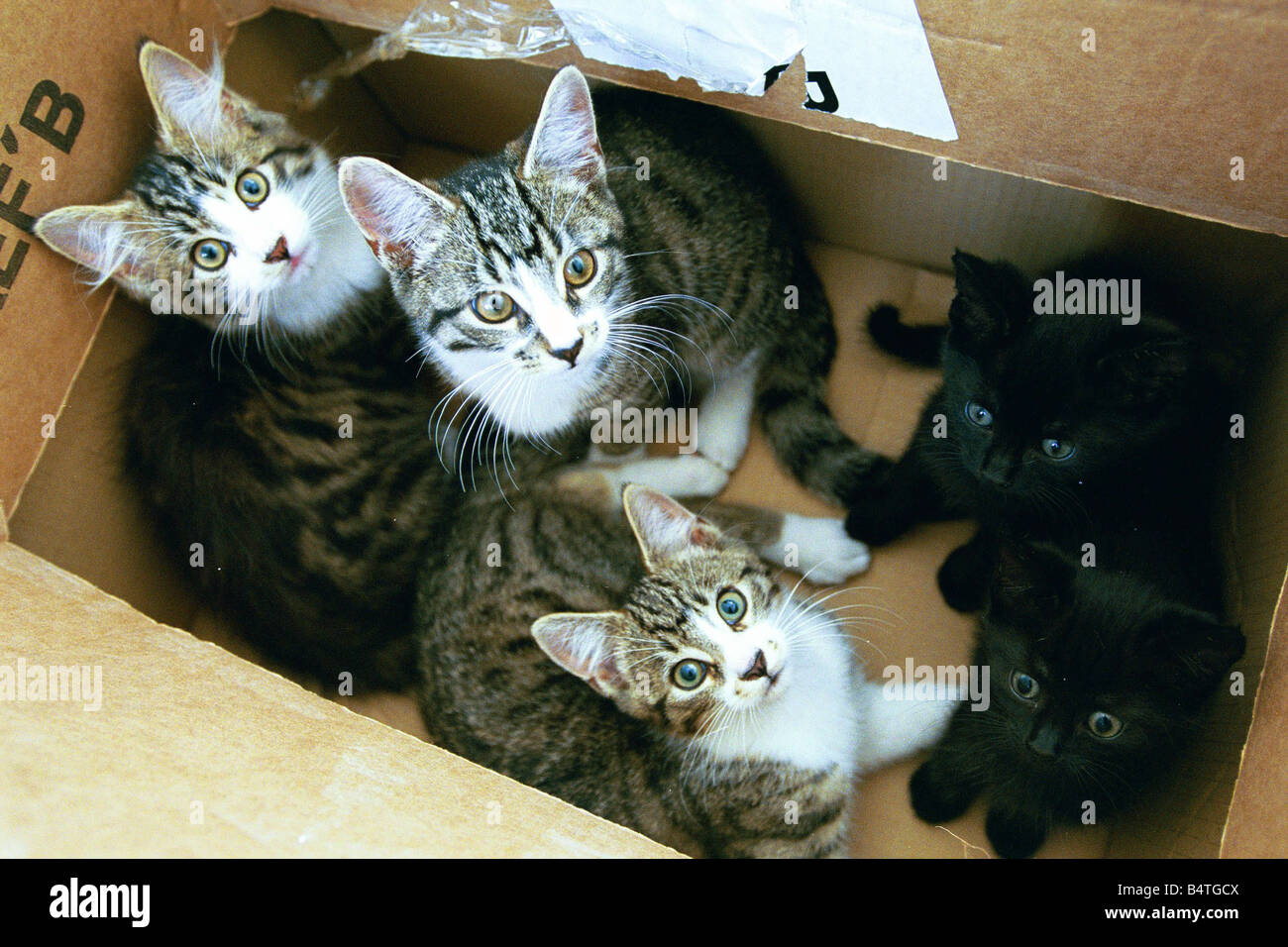 Five kittens in a cardboard box Stock Photo - Alamy