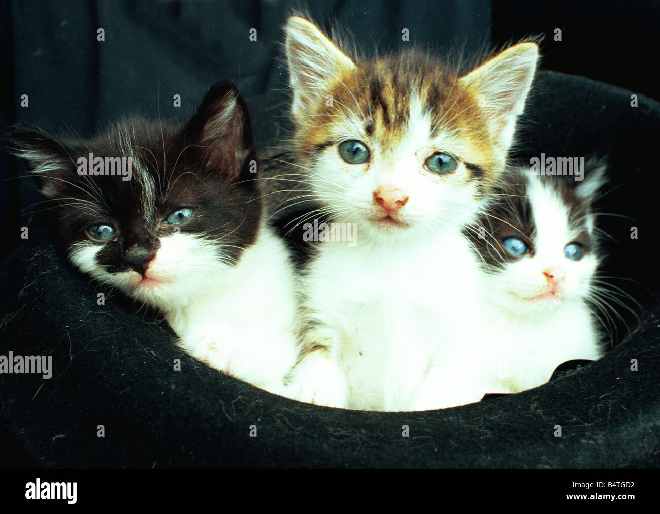 Three cute kittens Stock Photo - Alamy