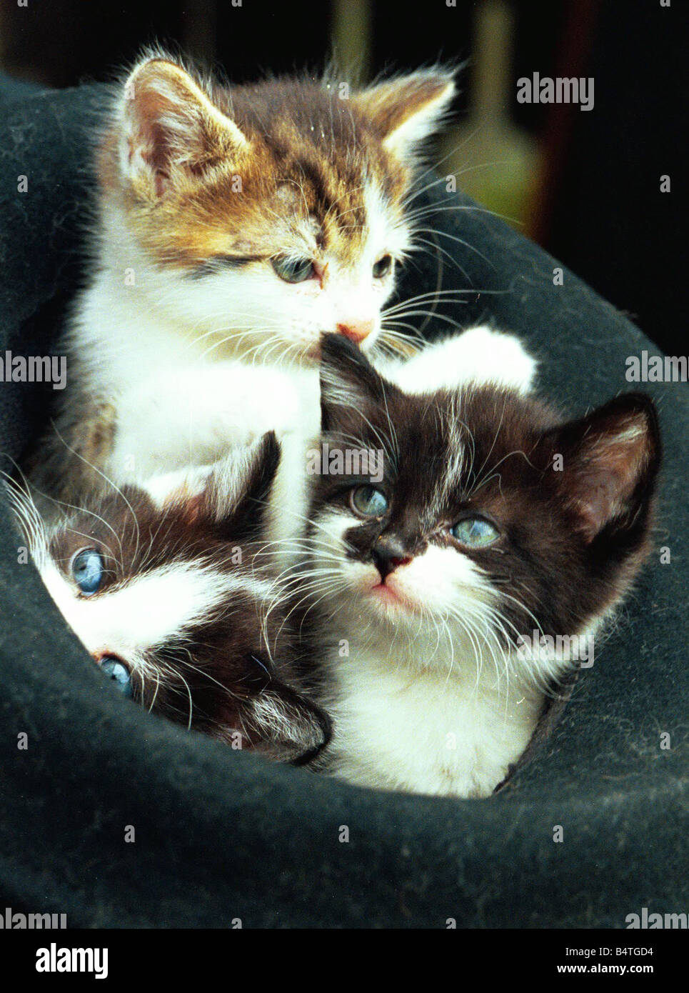 Three cute kittens Stock Photo - Alamy