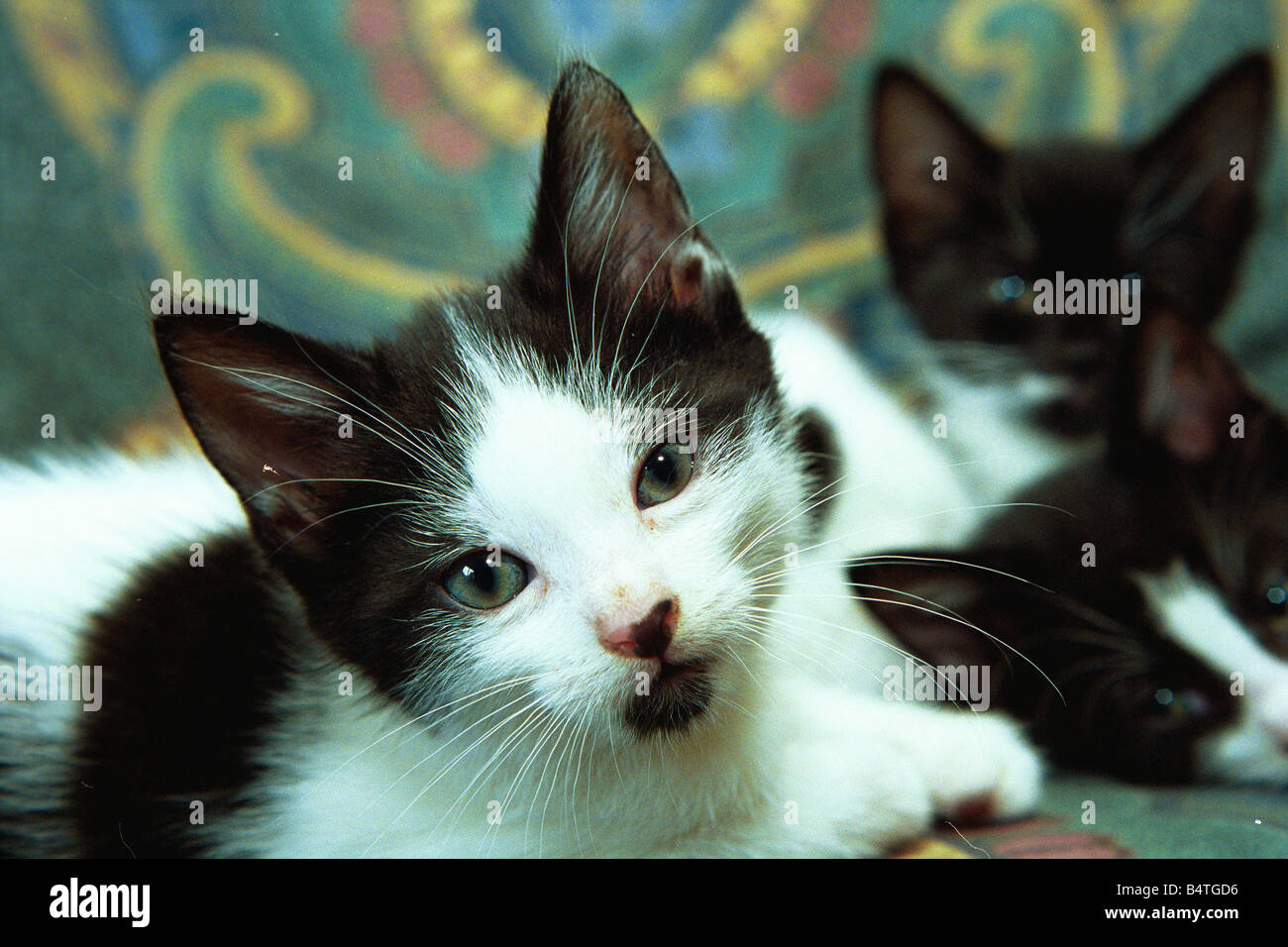 Three cute kittens Stock Photo - Alamy