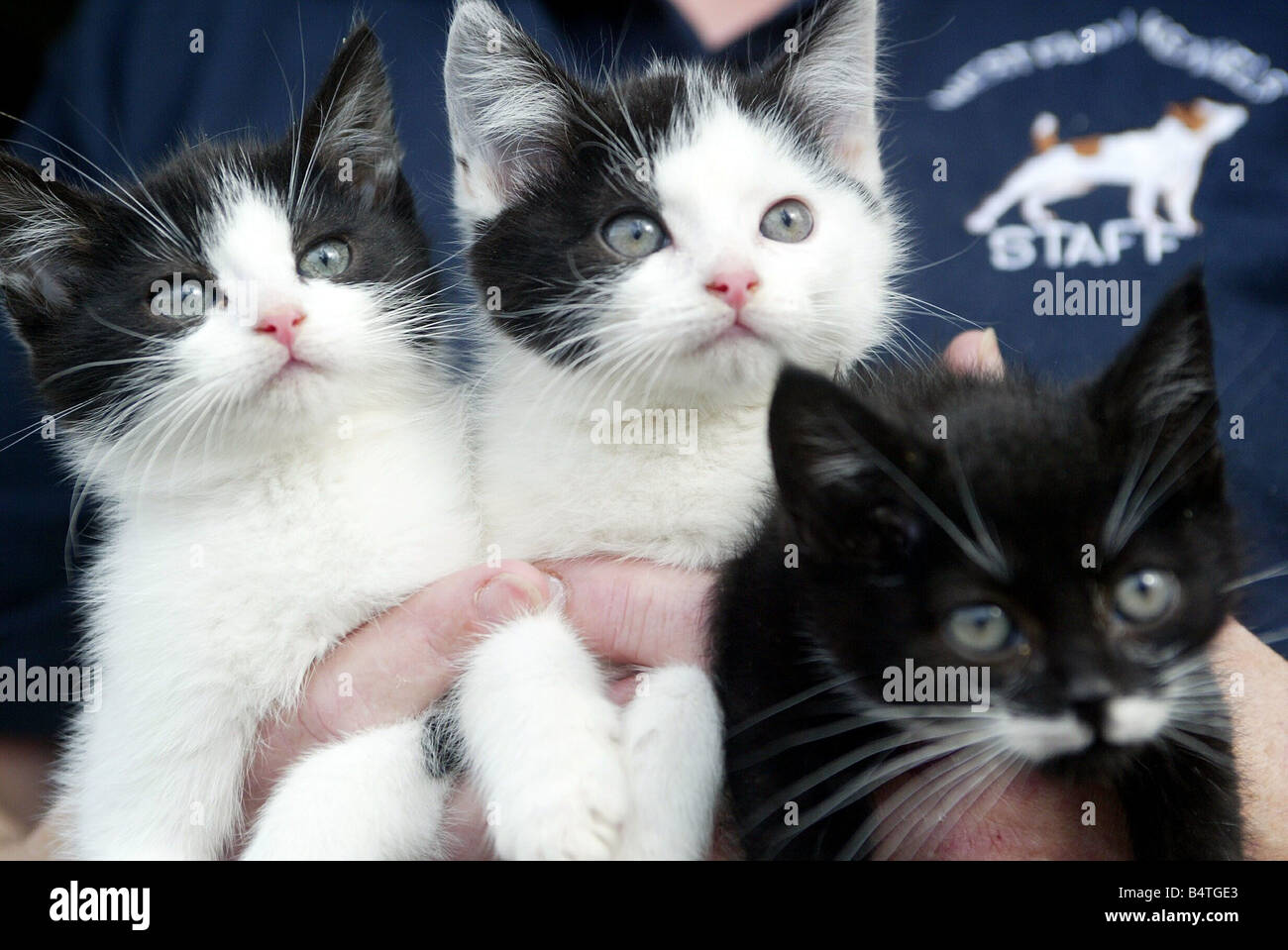 Three cute kittens Stock Photo - Alamy