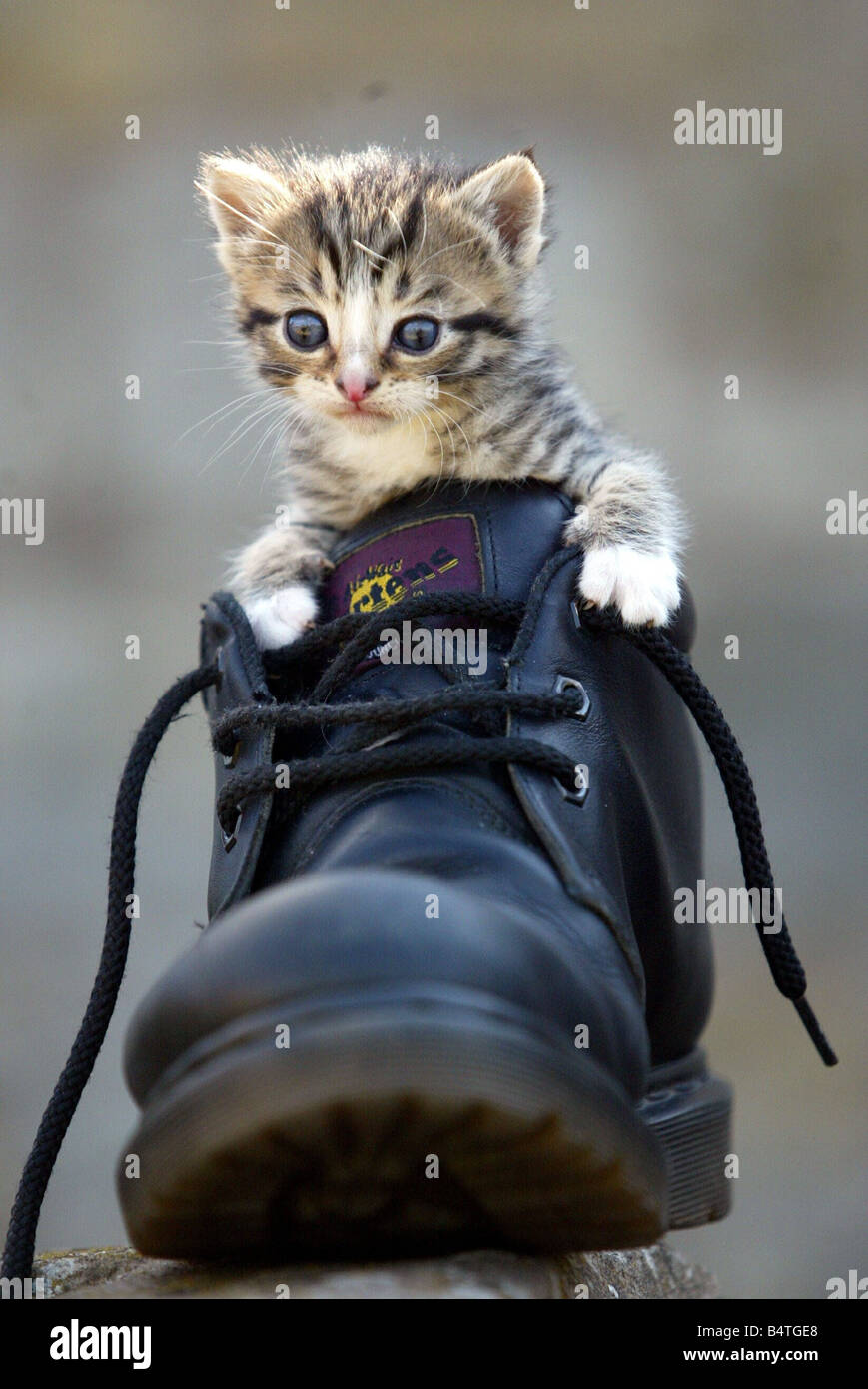 A kitten in a boot Stock Photo - Alamy