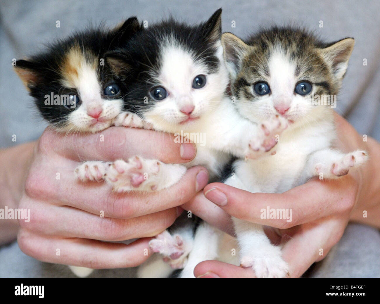 Three cute kittens Stock Photo - Alamy
