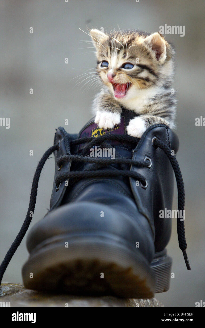 A kitten in a boot Stock Photo - Alamy