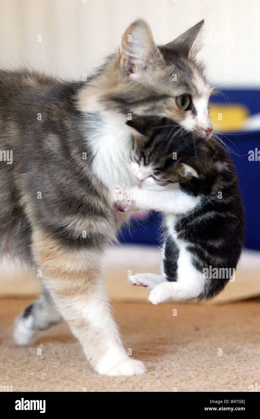 Georgia the cat who has fostered ten kittens Stock Photo - Alamy
