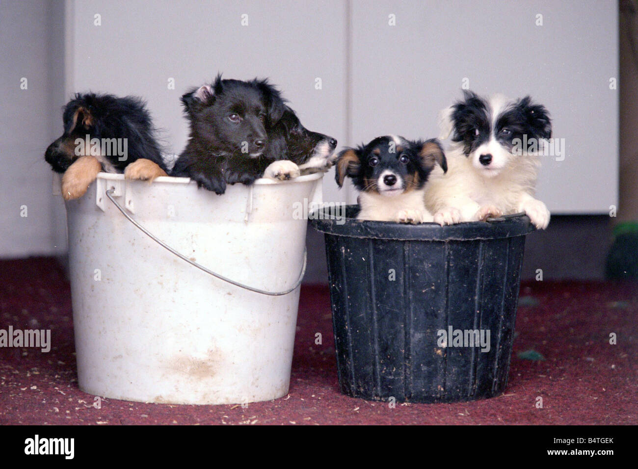 Five cute puppies in buckets Stock Photo - Alamy
