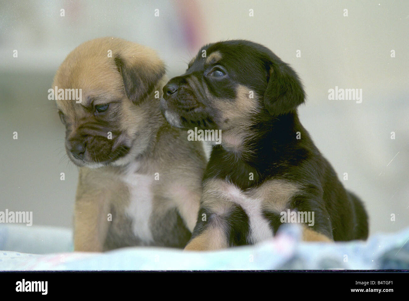 Two dogs puppies hi-res stock photography and images - Alamy