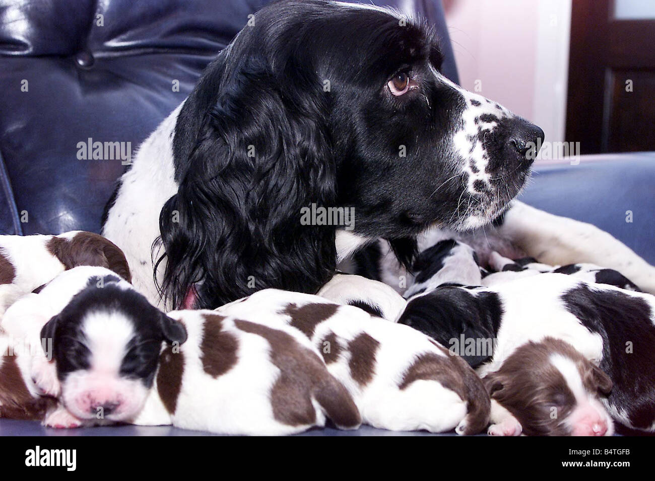 Dog holly hi-res stock photography and images - Alamy