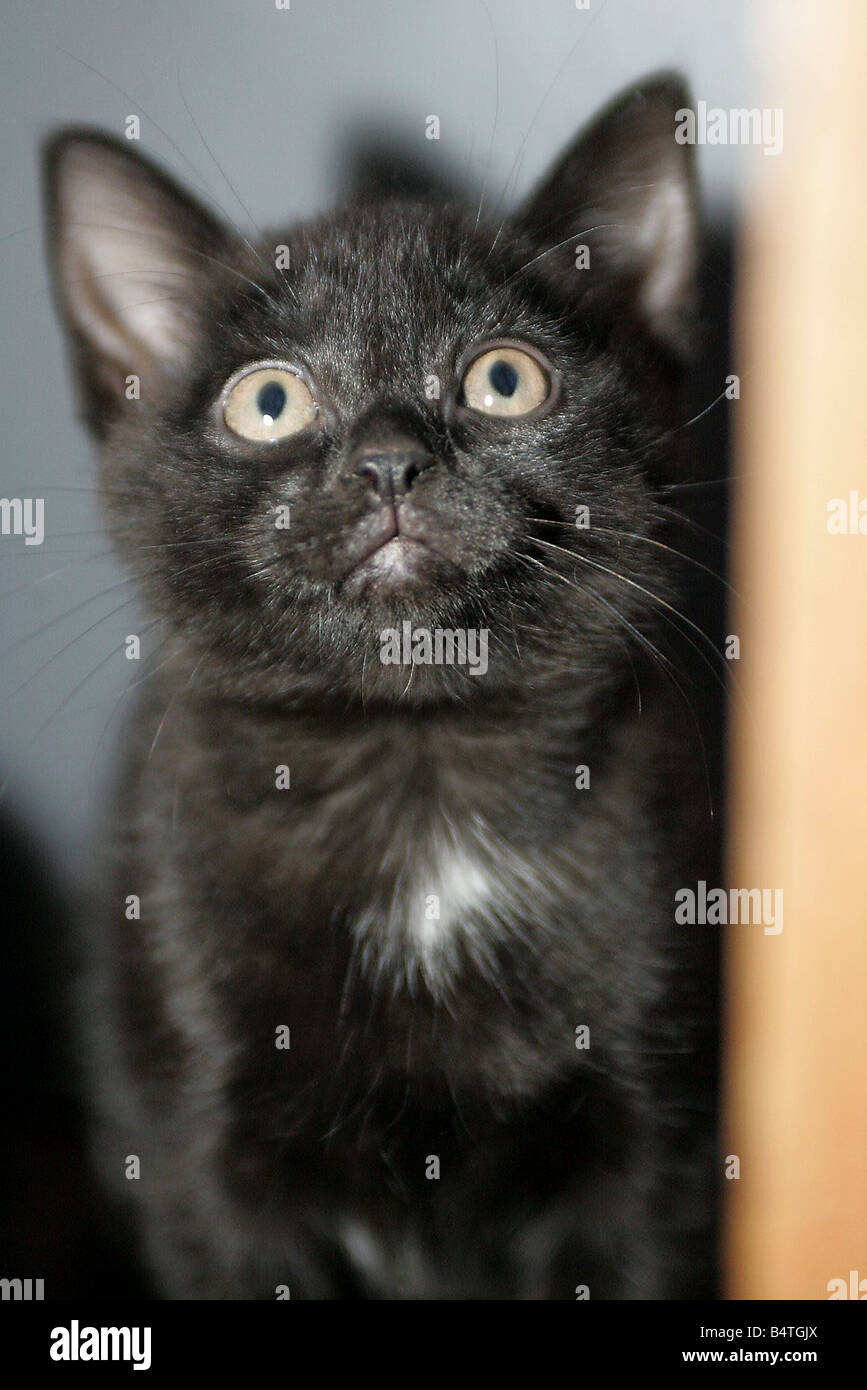 Female kitten Precious Cat Stock Photo - Alamy