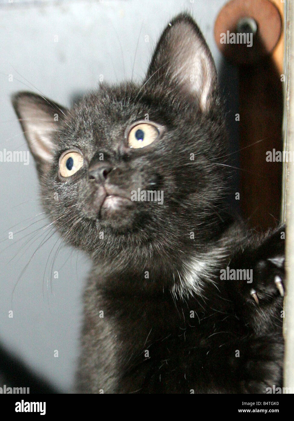 Female kitten Precious Cats Stock Photo - Alamy