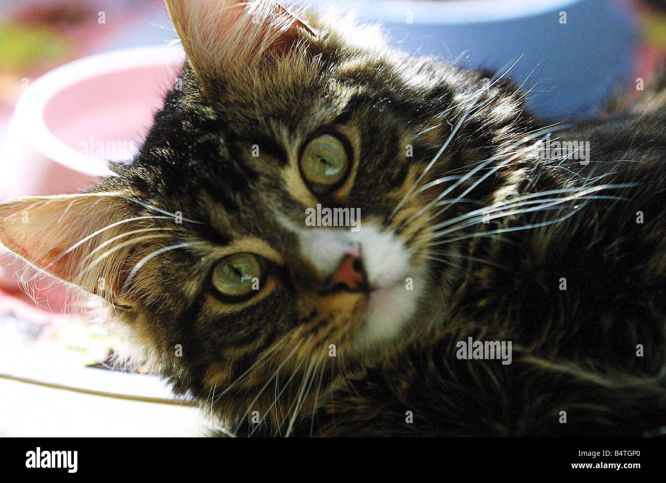 Howard the cute cat Stock Photo - Alamy
