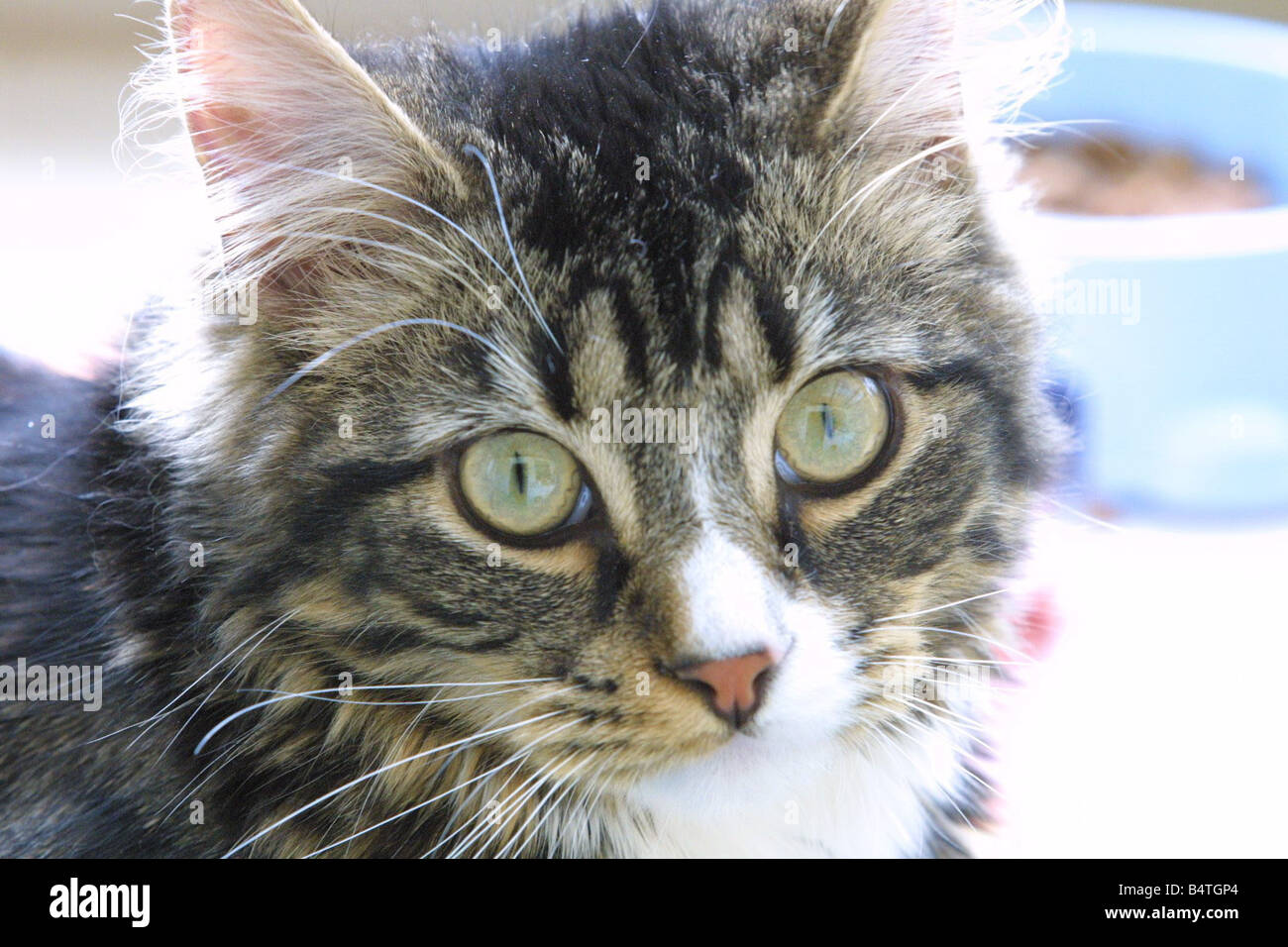 Howard the cute cat Stock Photo - Alamy