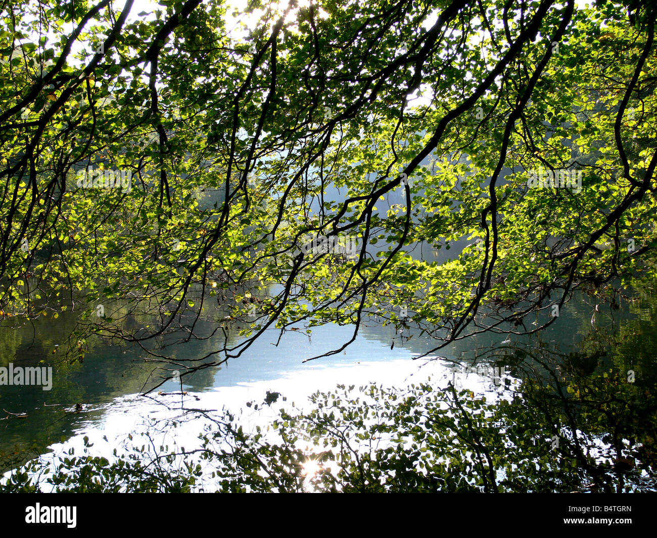 Overhanging tree in Wye Valley Derbyshire Peak District Stock Photo - Alamy