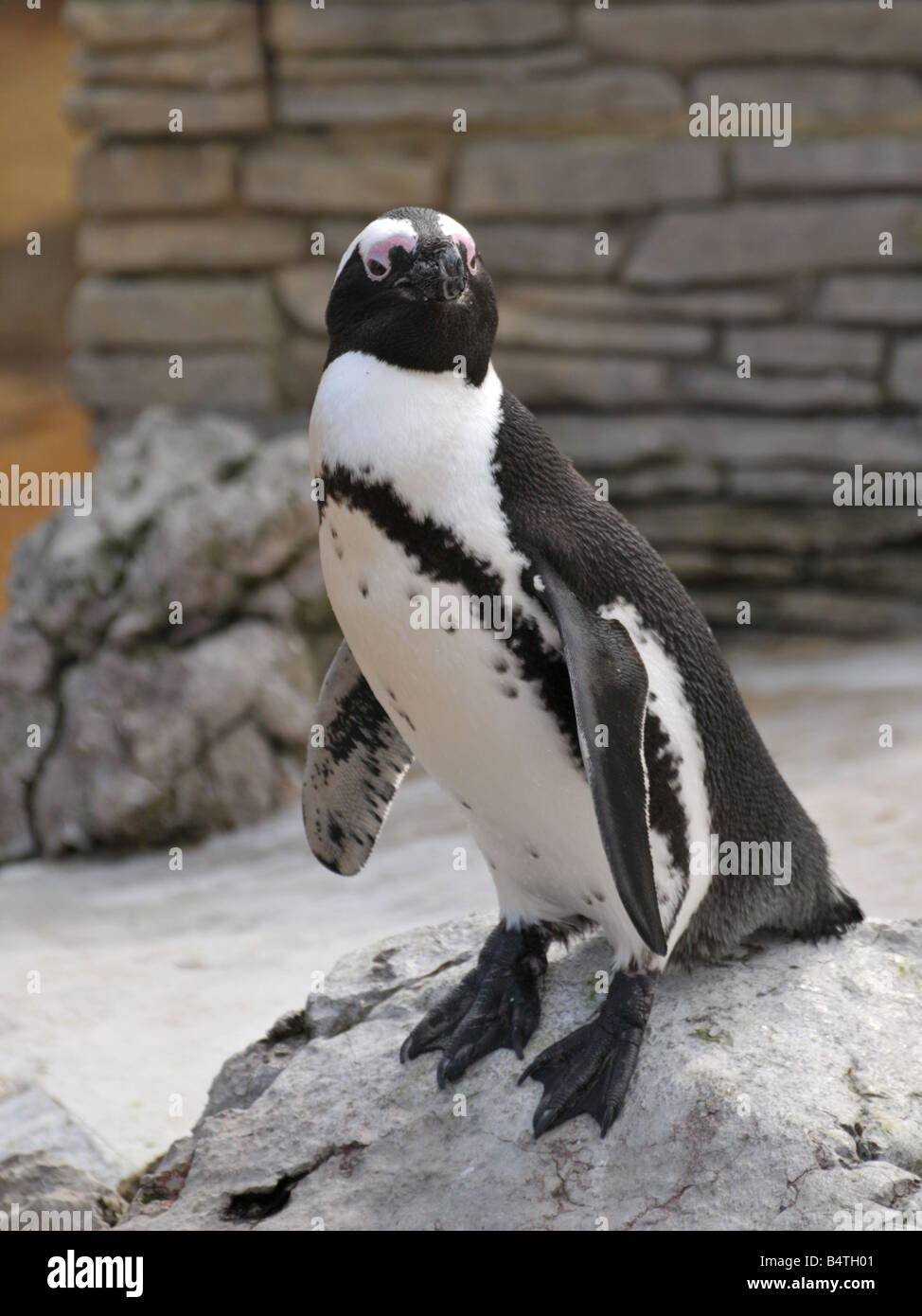 Jackass penguins spheniscus demersus hi-res stock photography and ...