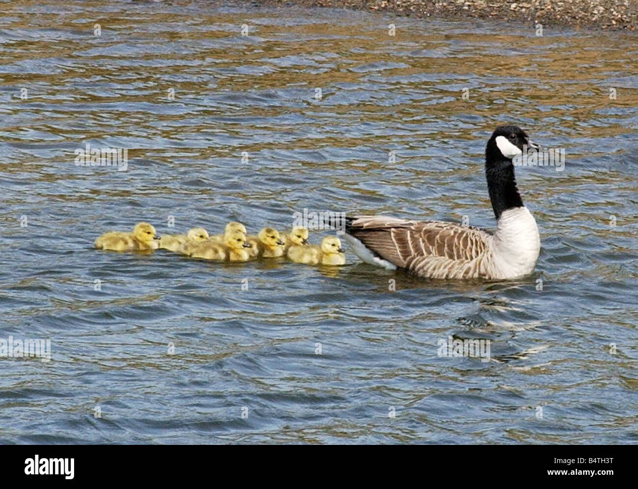 Dead geese hi-res stock photography and images - Alamy