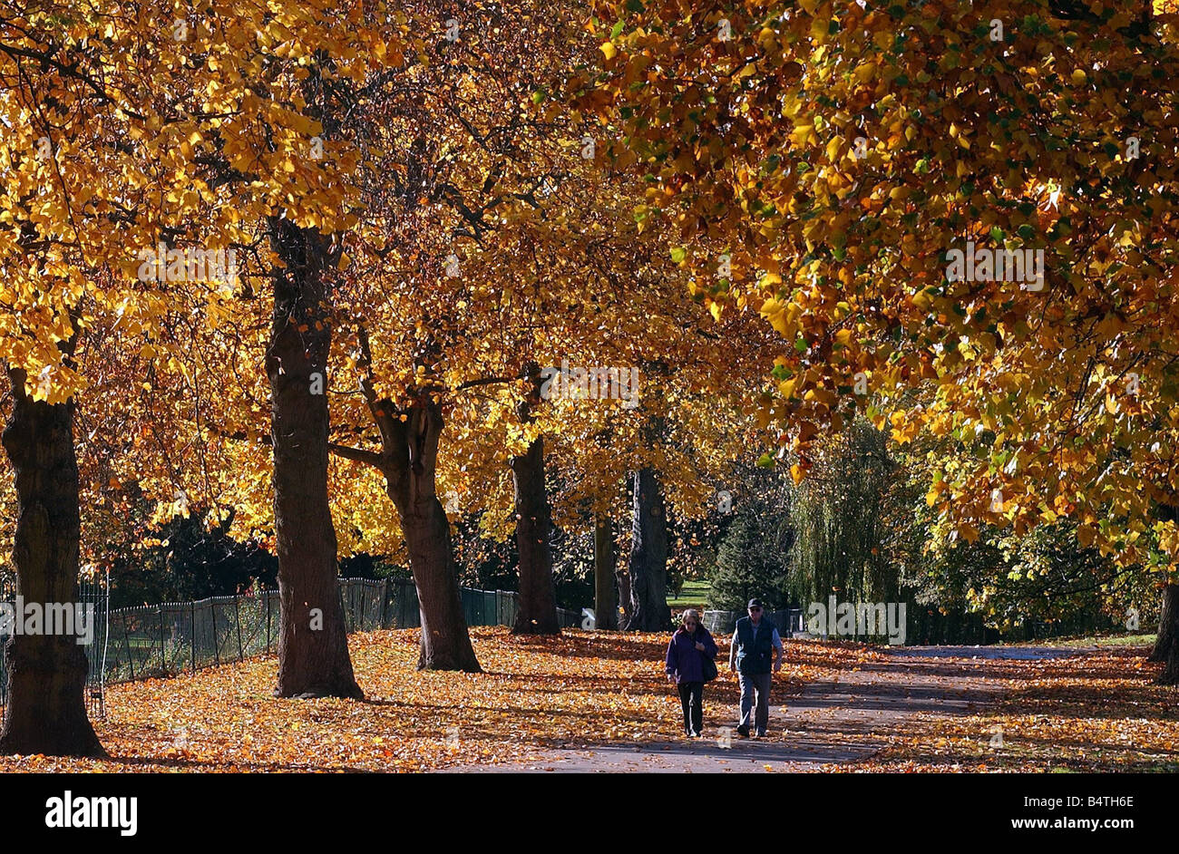 Cardiff Autumn sunlight shines through golden coloured leaves behind ...