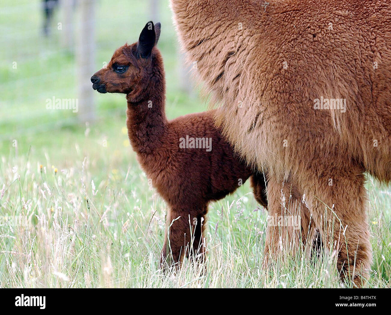 Bonvilston hi-res stock photography and images - Alamy